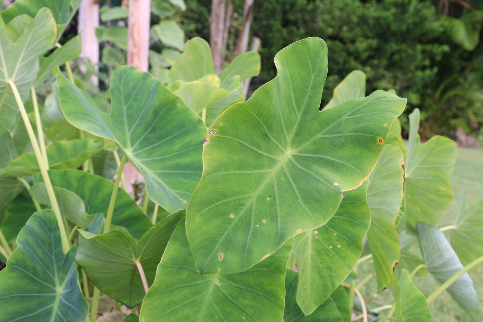 Gardens | Washington Place